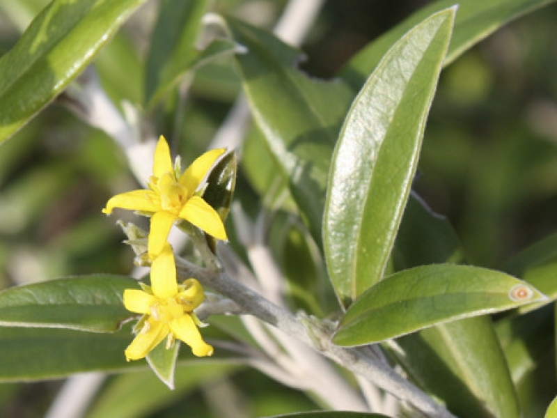 Vivai Capitanio Stefano